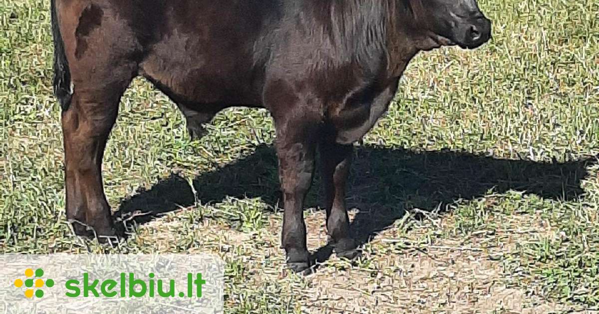 Grynaveisliai Angusai - Skelbiu.lt