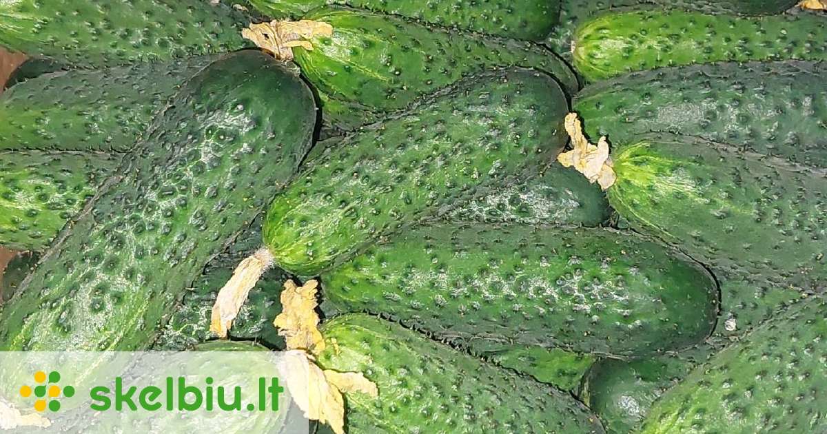 Šviežūs lietuviški agurkai - Skelbiu.lt