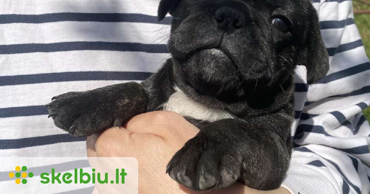 Prancūzų buldogai - Skelbiu.lt