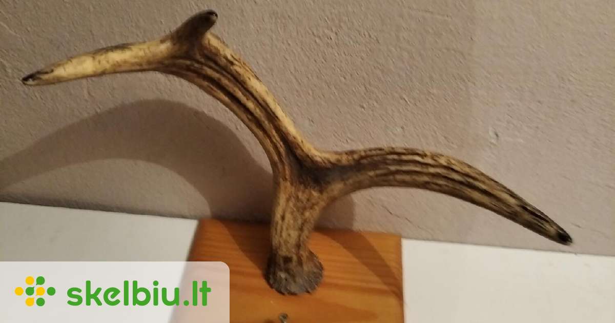 Elnio ragai - Skelbiu.lt