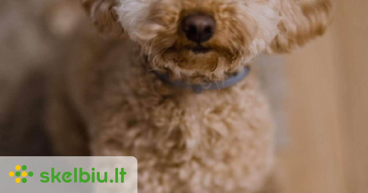 Toy pudelis ieško draugės (aplink Vilnių 100km.) - Skelbiu.lt