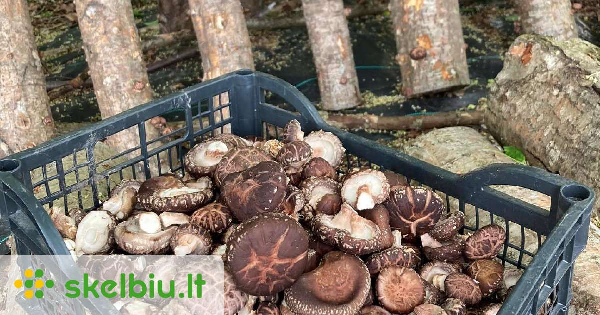 grybai shiitake skelbimai - Skelbiu.lt