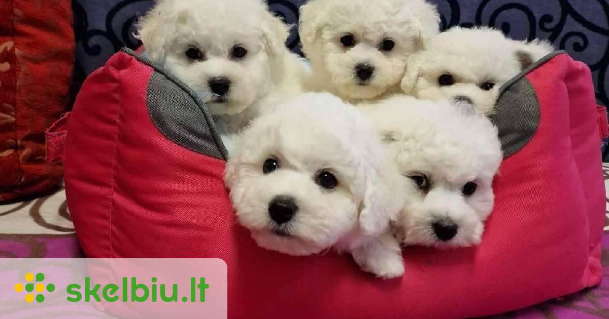 garbanotieji bisonai kauno r skelbimai - Skelbiu.lt