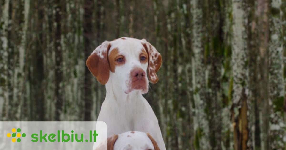 pointeriai skelbimai - Skelbiu.lt