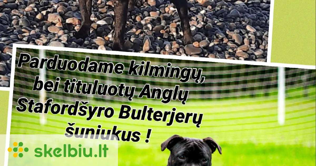 Anglų stafordšyro bulterjeras - Skelbiu.lt