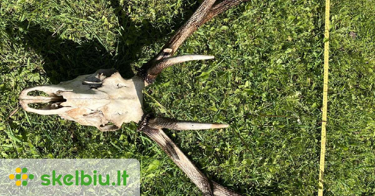 Elnio ragai - Skelbiu.lt