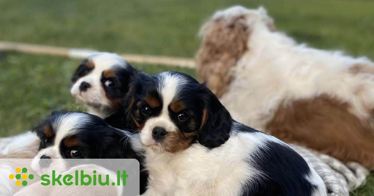 Kavalieriaus Karaliaus Karolio spanielis - Skelbiu.lt