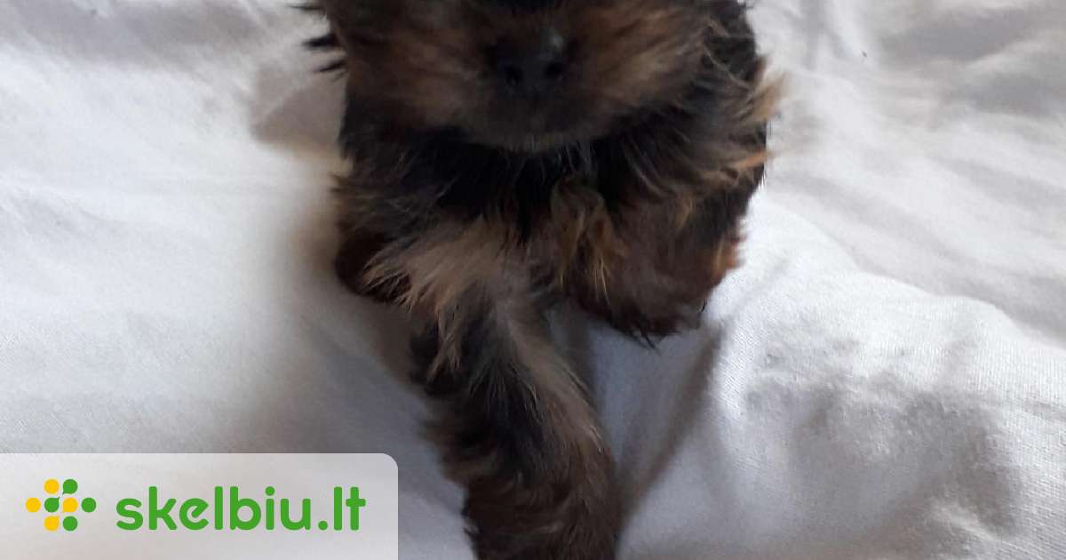 Parduodu viena mergaite du berniukai - Skelbiu.lt