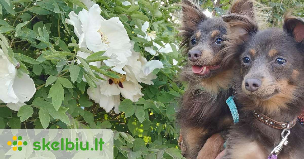 Toiterjerai šunys - Skelbiu.lt