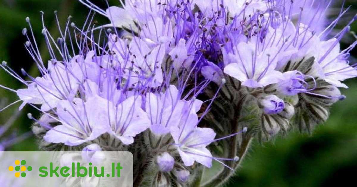 garstycios facelija ridikas skelbimai - Skelbiu.lt