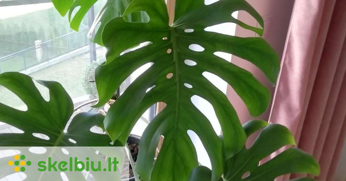 Gražiai nuaugusi gėlė monstera - Skelbiu.lt