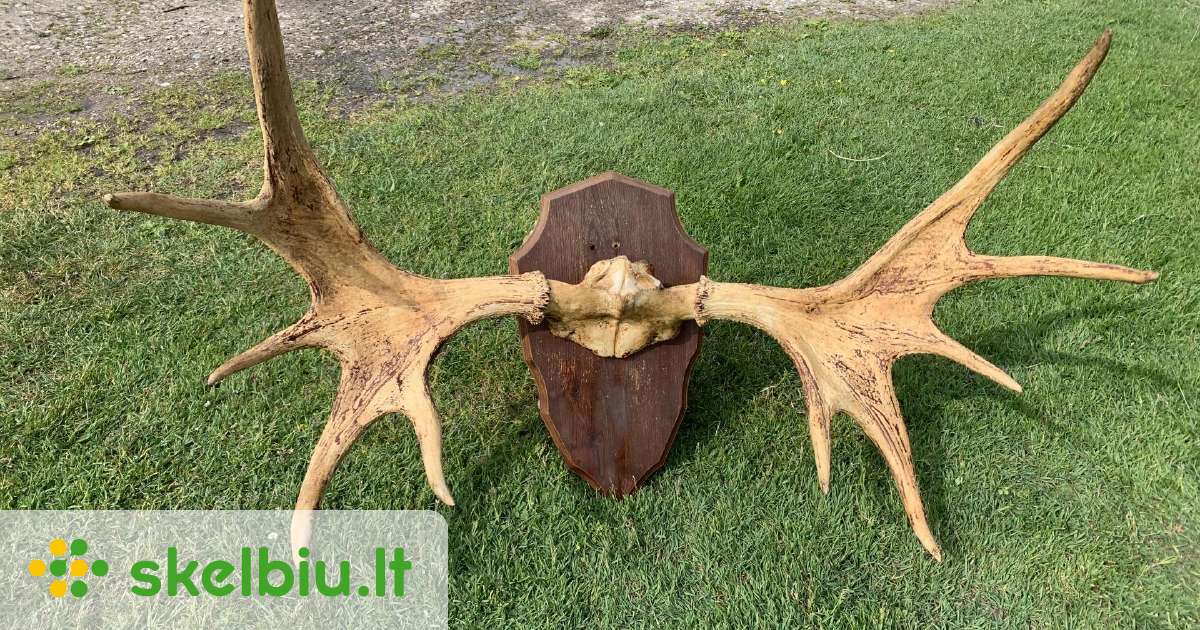 Briedžio ragai - Skelbiu.lt