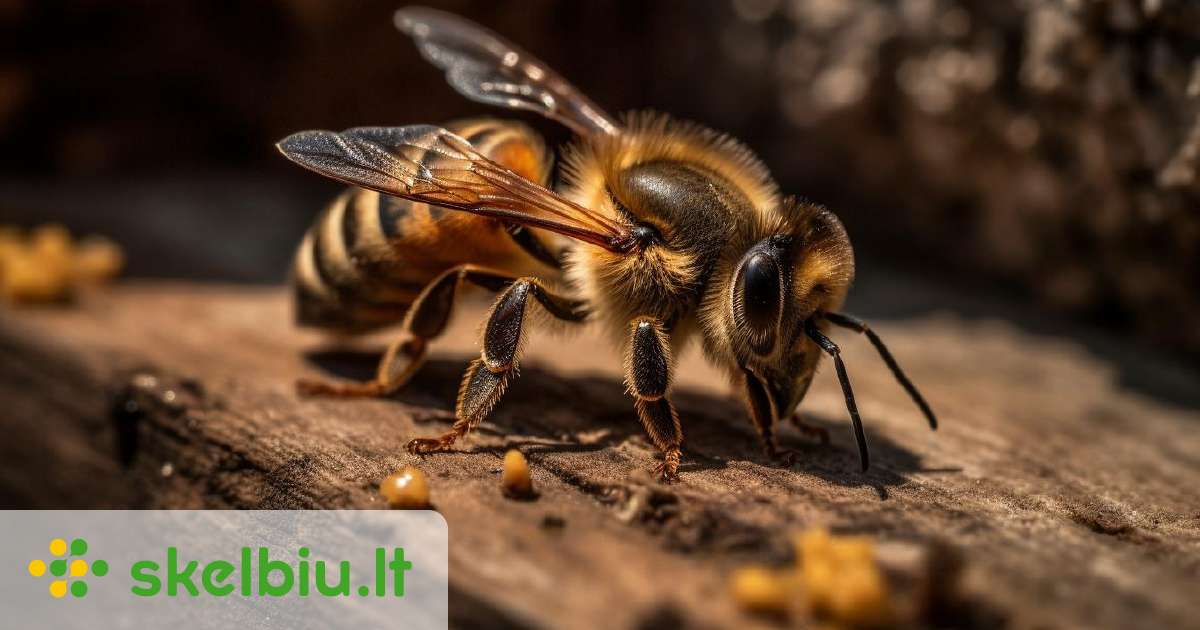 Parduodami bičių aviliai su šeimomis! - Skelbiu.lt