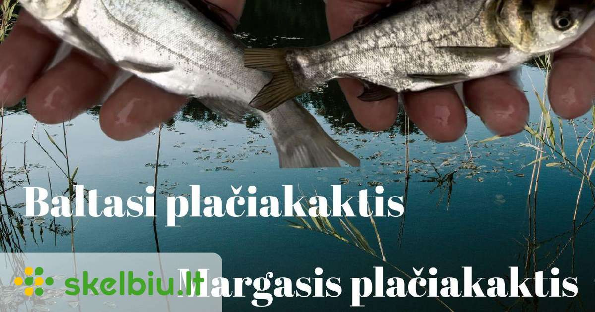 Plačiakaktis margasis ir baltasis - Skelbiu.lt
