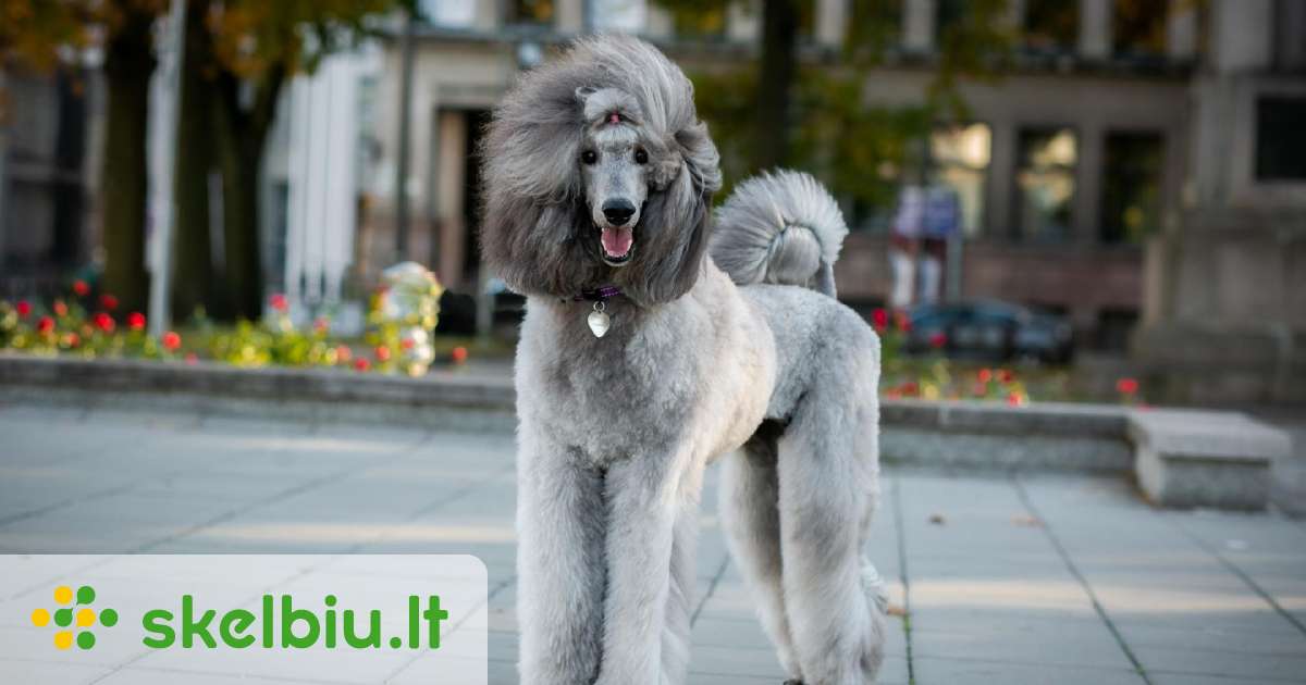 Sidabriniai Karališkieji didieji pudeliai - Skelbiu.lt