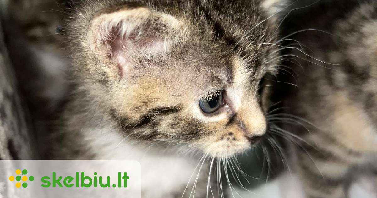 Keturi kačiukai ieško namų! - Skelbiu.lt