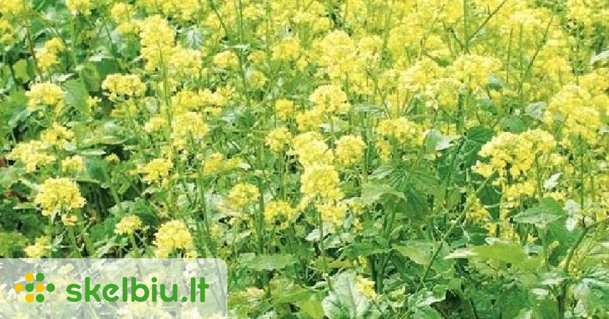 avizos parduodu skelbimai - Skelbiu.lt