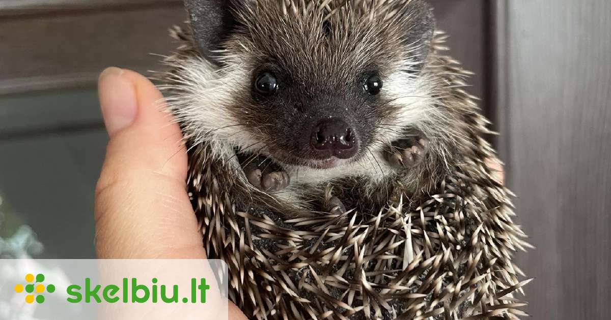 Afrikos keturpirščiai ežiukai - Skelbiu.lt