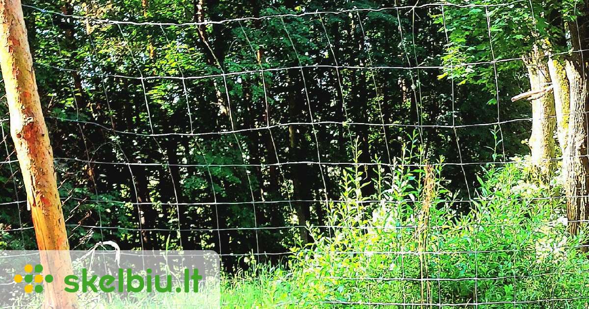 Indijos bėgikų antys - Skelbiu.lt