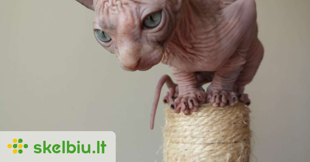 Sfinksai - Skelbiu.lt