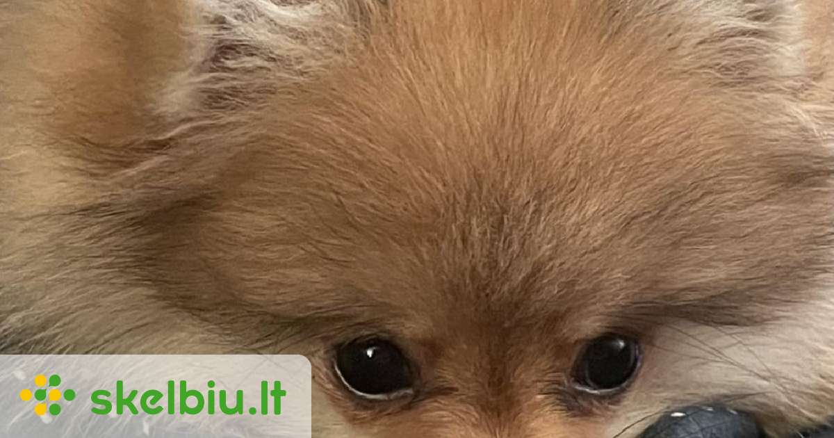 Померанский шпиц - Skelbiu.lt