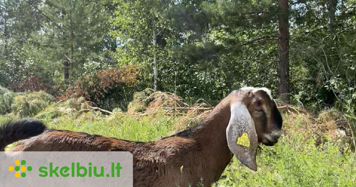 parduodami oziukai skelbimai - Skelbiu.lt