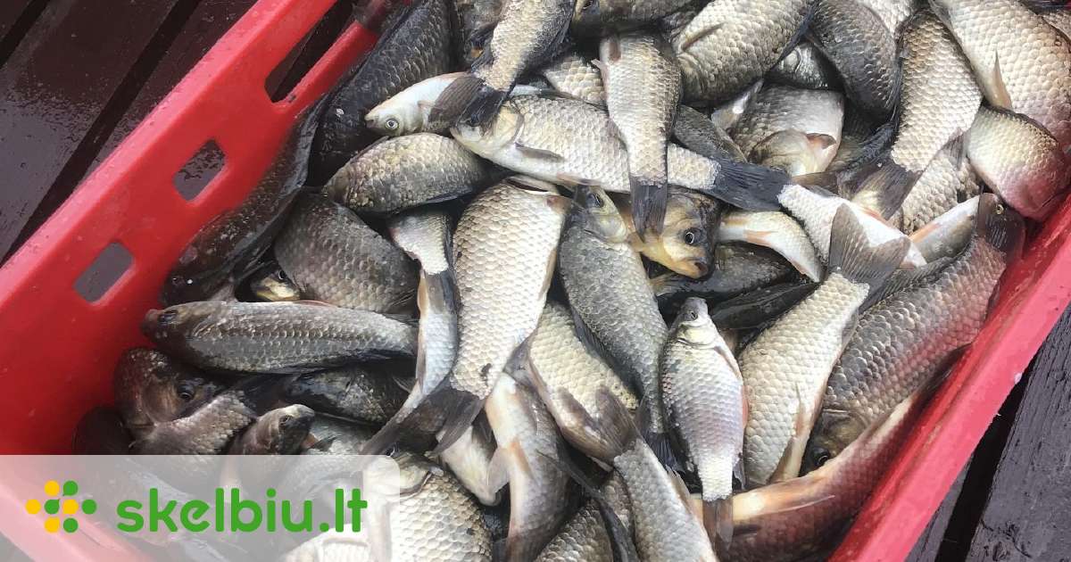 Zuvis įžuvinimui,karosai.ir Karpio hibridai - Skelbiu.lt