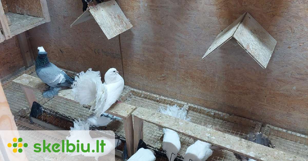 Parduodami poviniai balandziai - Skelbiu.lt