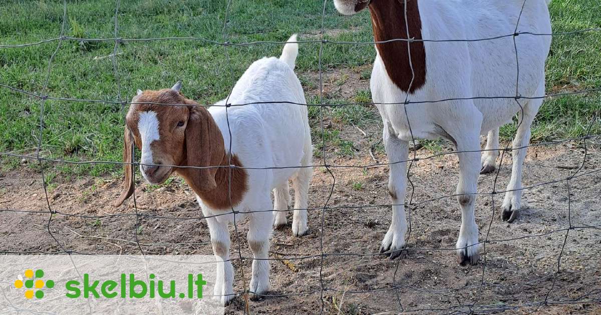 Boer ozkos - Skelbiu.lt