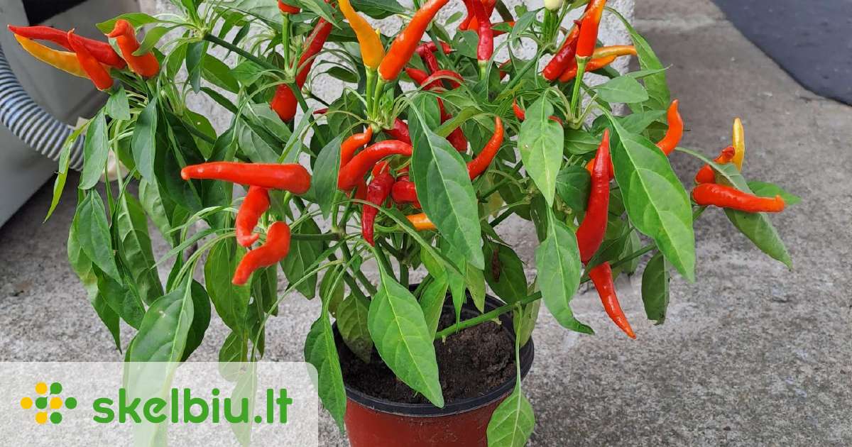 Čili pipirai - Skelbiu.lt