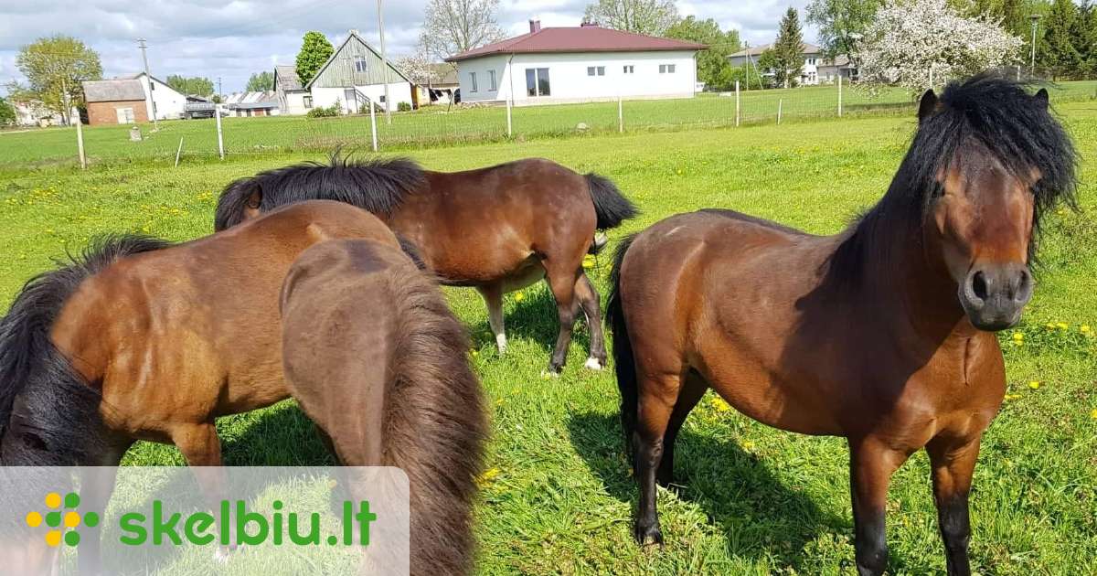 arkliai zirgai silutes r skelbimai - Skelbiu.lt