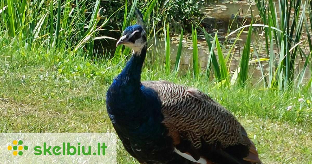 Juodosios gulbės. Povai sodybai - Skelbiu.lt