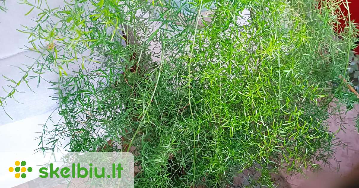 Didelė gėlė - Kambarinis smidras - Skelbiu.lt