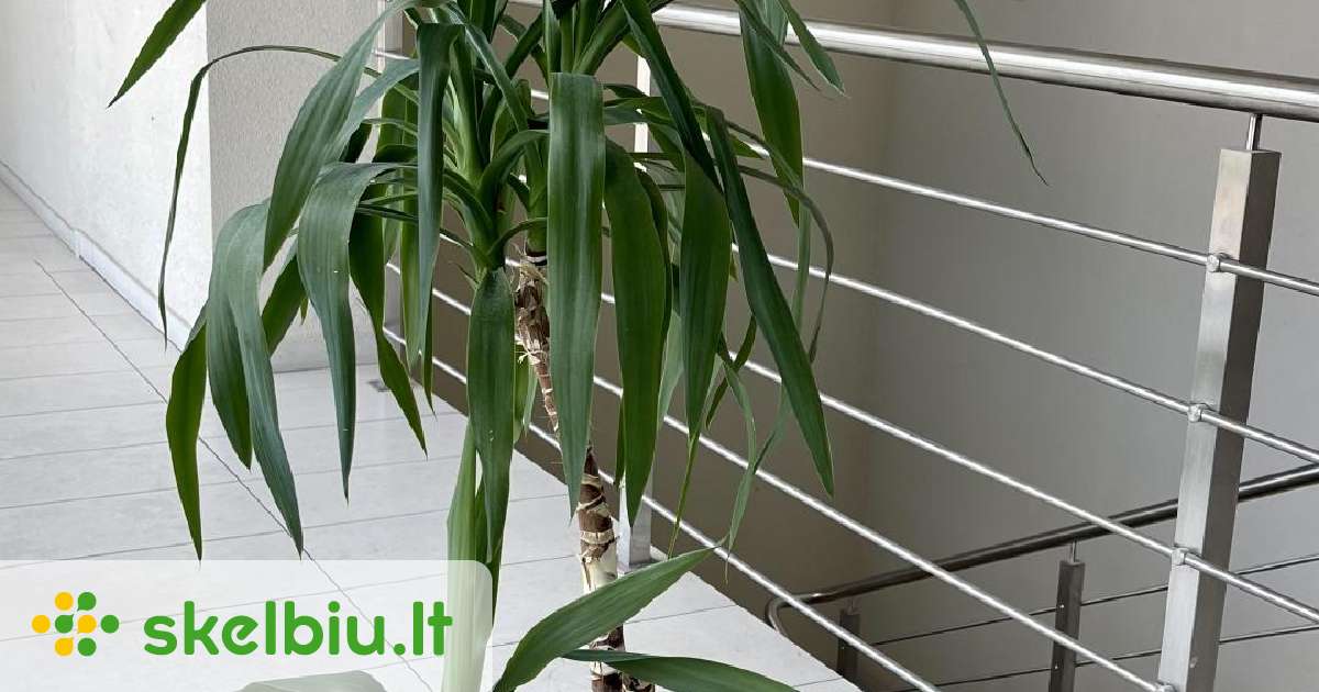 Kambarinis augalas / gėlė Juka 145 cm - Skelbiu.lt