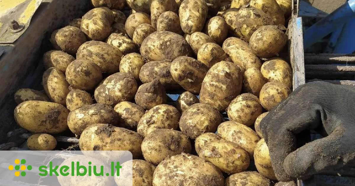 Ankstyvosios bulvės - Skelbiu.lt
