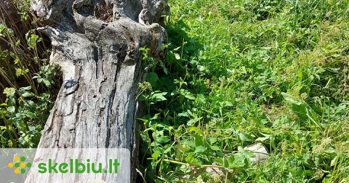 Ąžuolo rastai - Skelbiu.lt