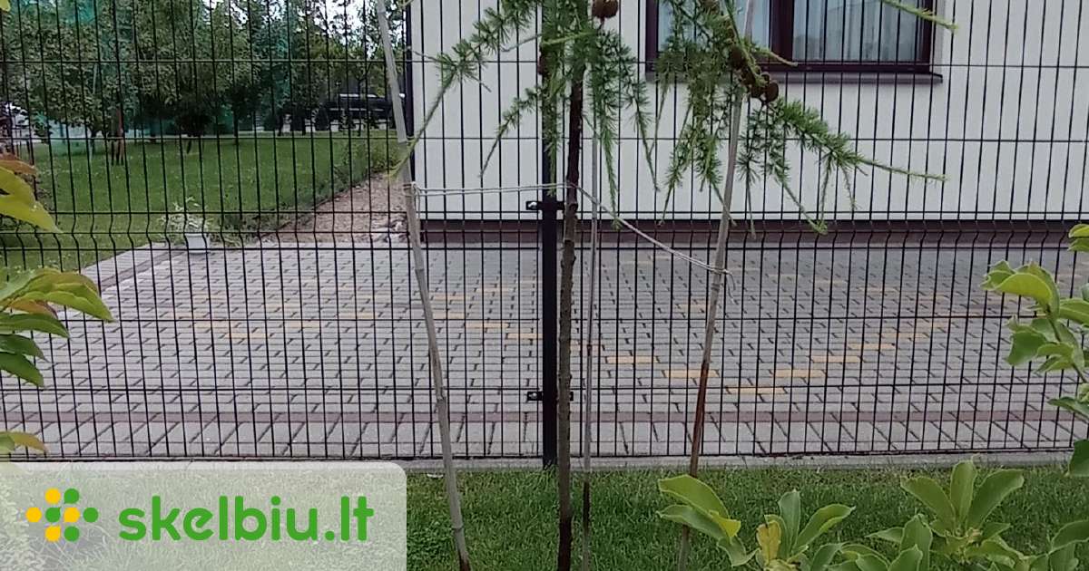 Kotinis Svyrantis maumedis, Raugerškis, Kadagys - Skelbiu.lt