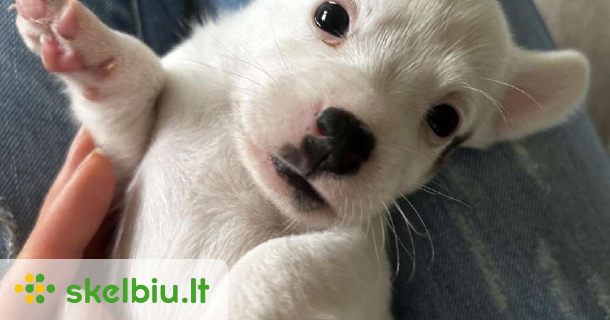 Jacko russelo suniukai be kilmes dokumentu - Skelbiu.lt