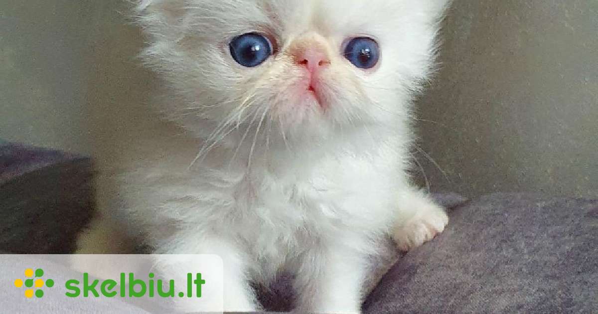 fauna kates persu vilnius skelbimai - Skelbiu.lt