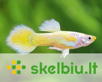 Gupijos german yellow - Skelbiu.lt