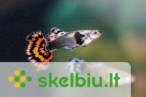 Elephen ears gupijos - Skelbiu.lt