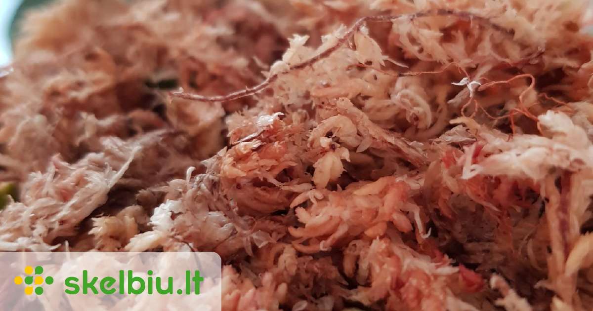 Kiminai sphagnum moss - Skelbiu.lt