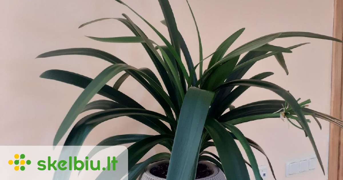 klivija skelbimai - Skelbiu.lt