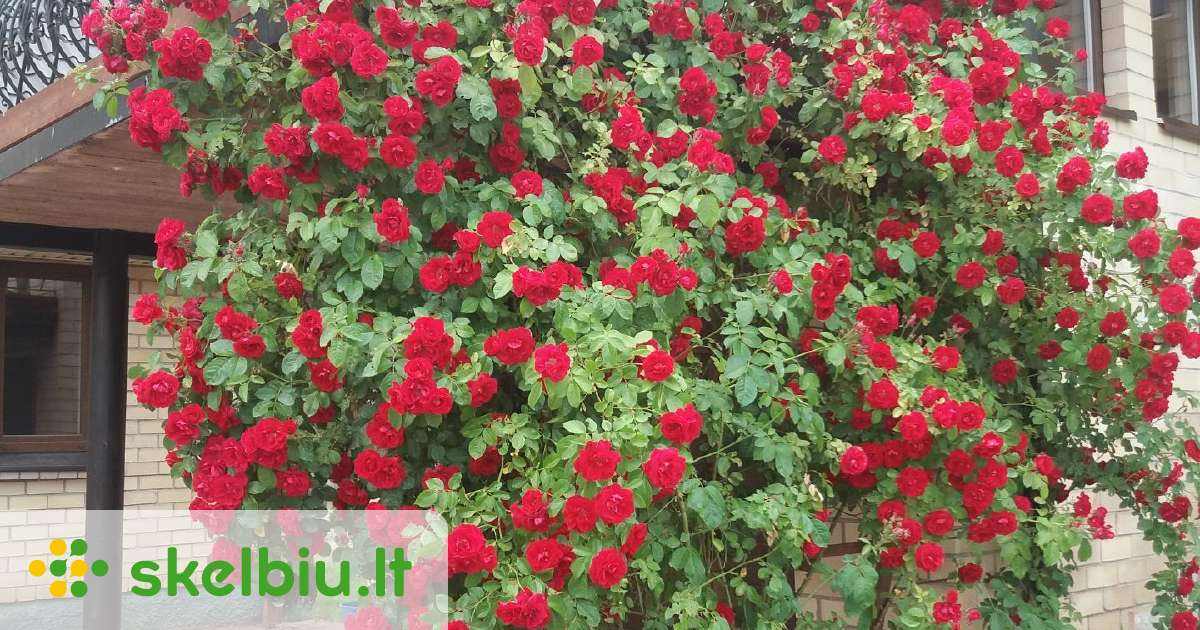 Rožės - Skelbiu.lt