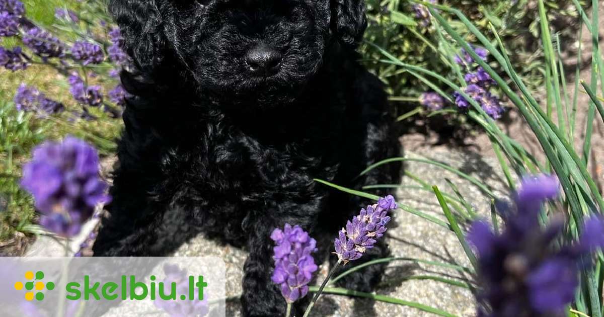 pudelis su skelbimai - Skelbiu.lt