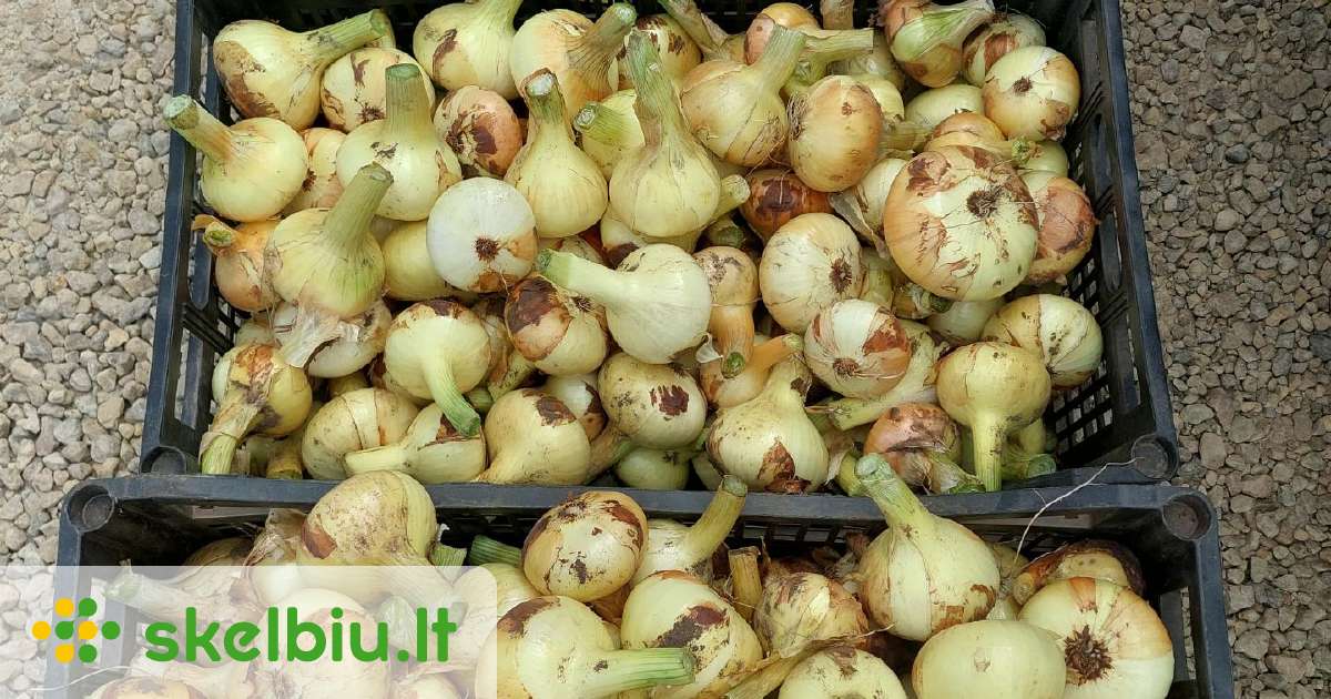 Svogūnai stuttgart - Skelbiu.lt