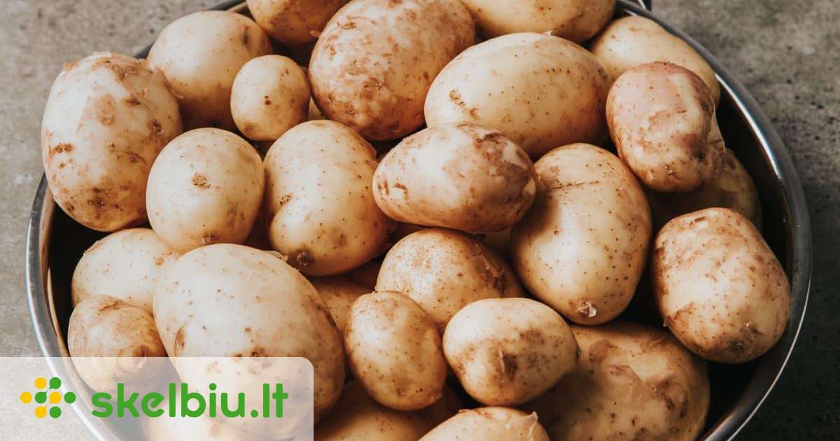 Bulves 2023m 5kg/10kg/15/kg/20kg 500-900kg big bag - Skelbiu.lt