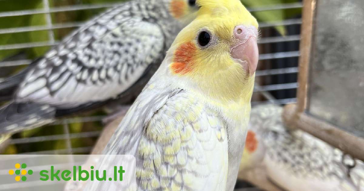 Papūgos nimfos - Skelbiu.lt