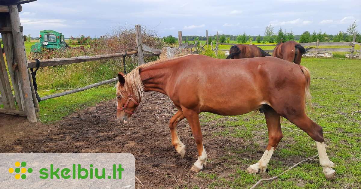 Parduodamas arklys - Skelbiu.lt