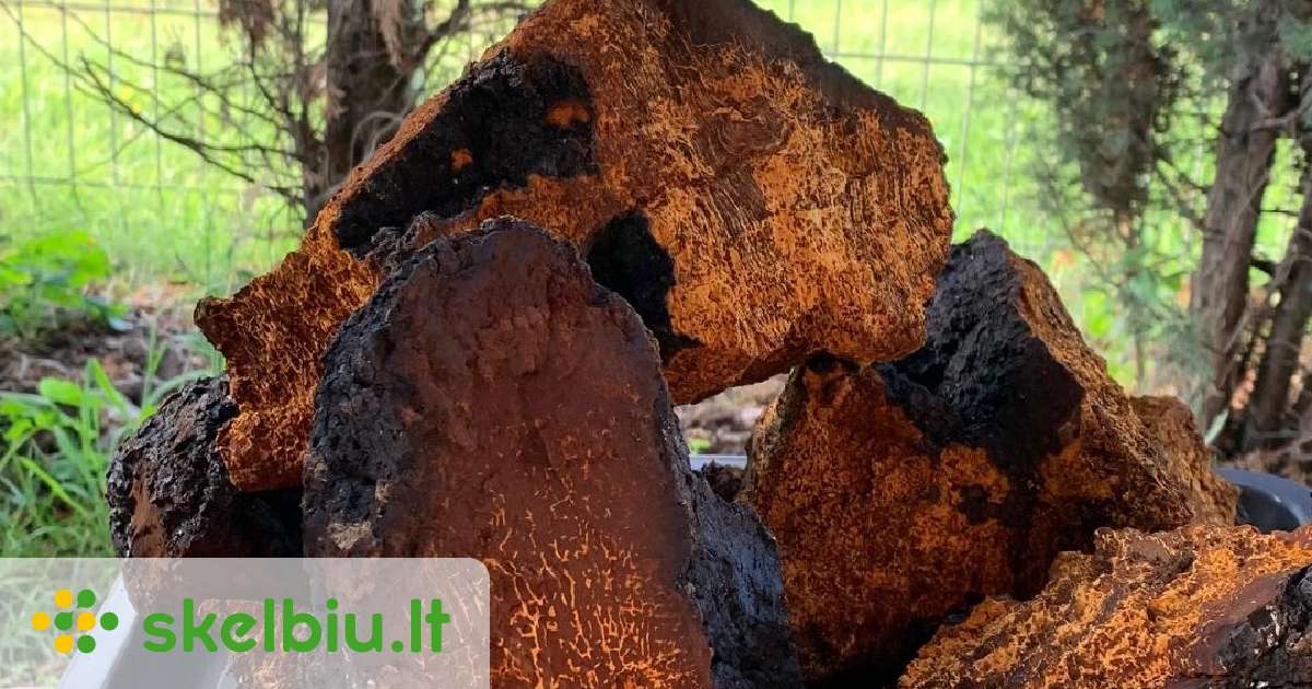 Čaga, beržo grybas (Chaga, caga, berzo grybas) - Skelbiu.lt